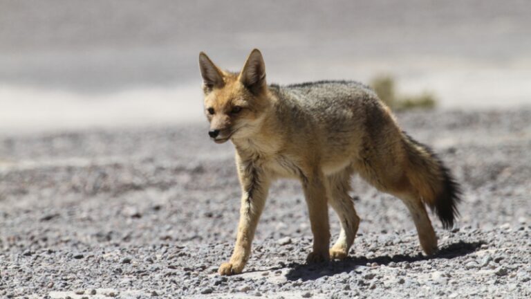 How to Identify Fox Footprints | Tips and Fascinating Insights - EXOtella
