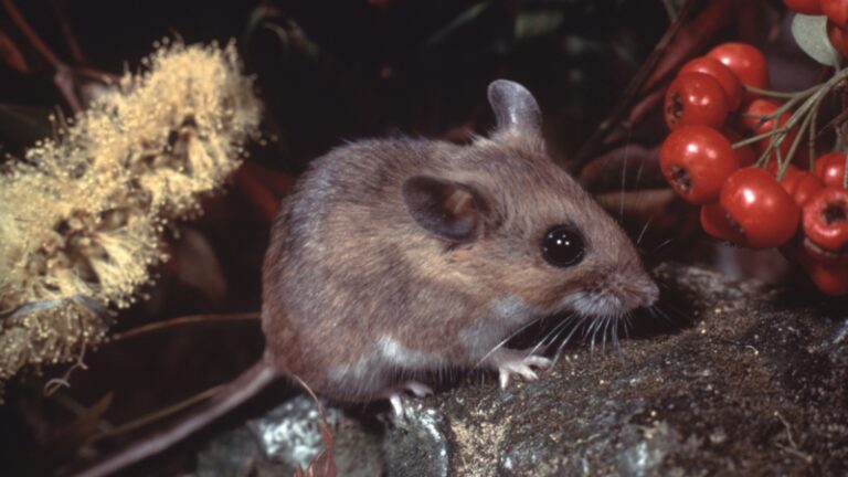 25 Examples of Omnivores with Diverse and Fascinating Adaptations ...