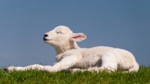 Why Do People Eat Lamb and Not Sheep? Exploring Culinary Preferences ...