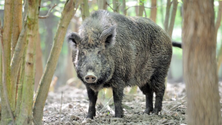 25 Examples of Omnivores with Diverse and Fascinating Adaptations ...